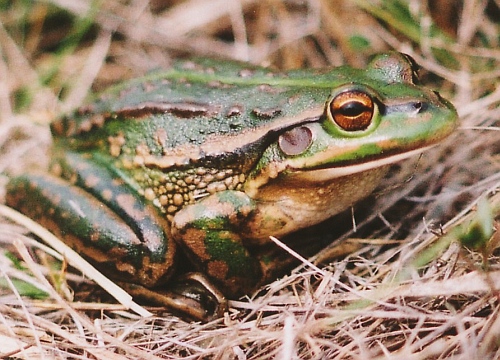 Growling Grass Frog